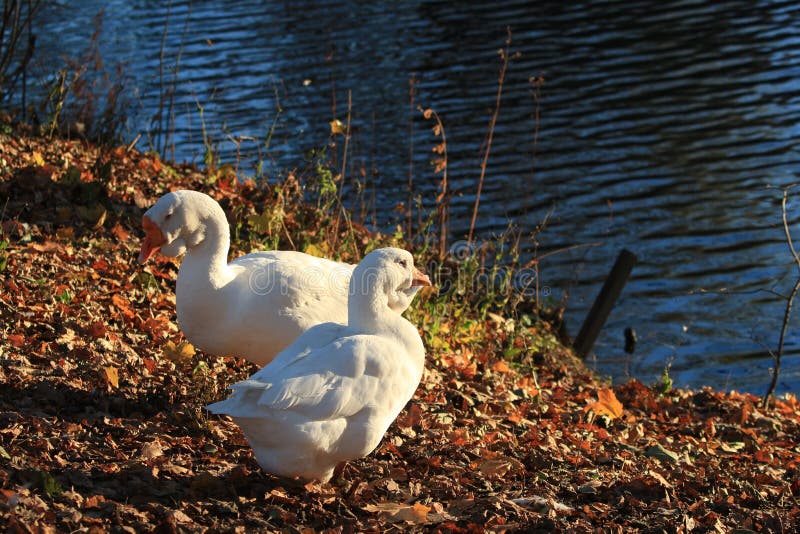 Two goose on the shore stock image. Image of alone, bird - 103727355