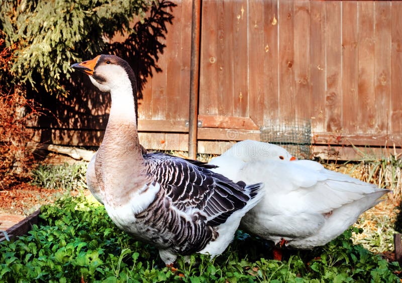 Two Goose Mottled And White Stock Image - Image of friends, cute: 161155929
