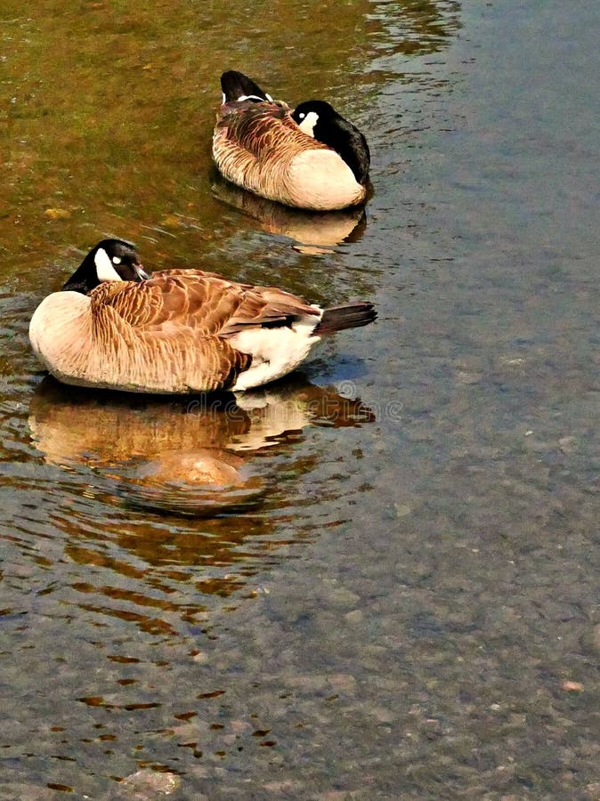 Two gooses sleeping stock image. Image of canada, swimming - 352114005