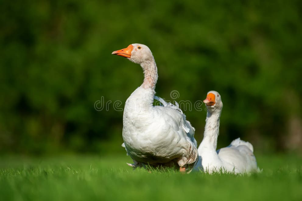 Two Goose on Spring Green Grass Stock Image - Image of beak, wings ...