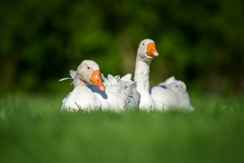 Two Goose on Spring Green Grass Stock Image - Image of wild, natural ...