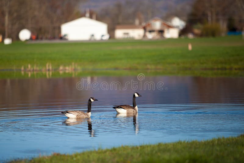 Two goose on the water stock photo. Image of wildlife - 91364114