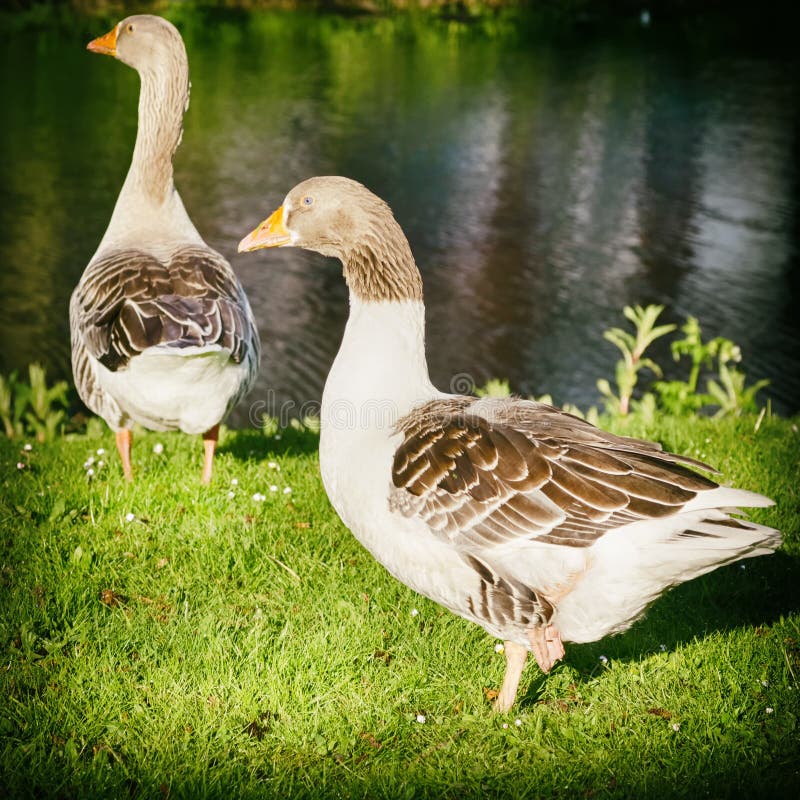 Two Gooses in Springtime stock photo. Image of wildlife - 65923114