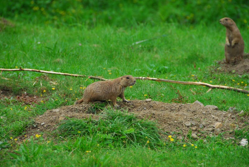 Gopher Standing Near Cover stock photo. Image of rodent - 52171042