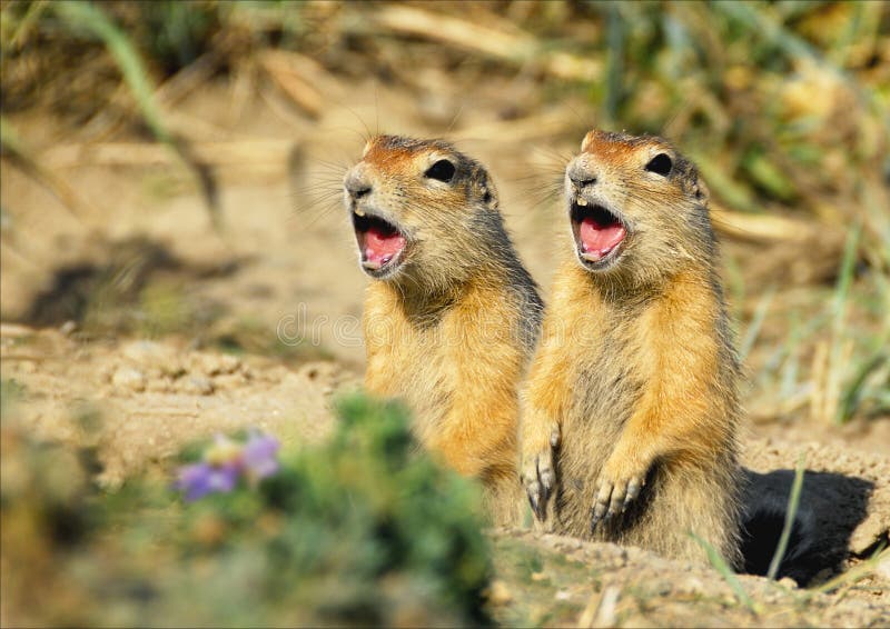 Two gophers stock photo. Image of area, urban, terrain - 30597916