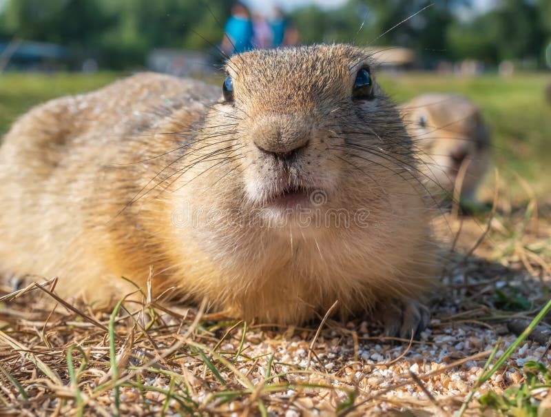 Two Gophers are Looking at Camera on the Grassy Meadow. Close-up ...