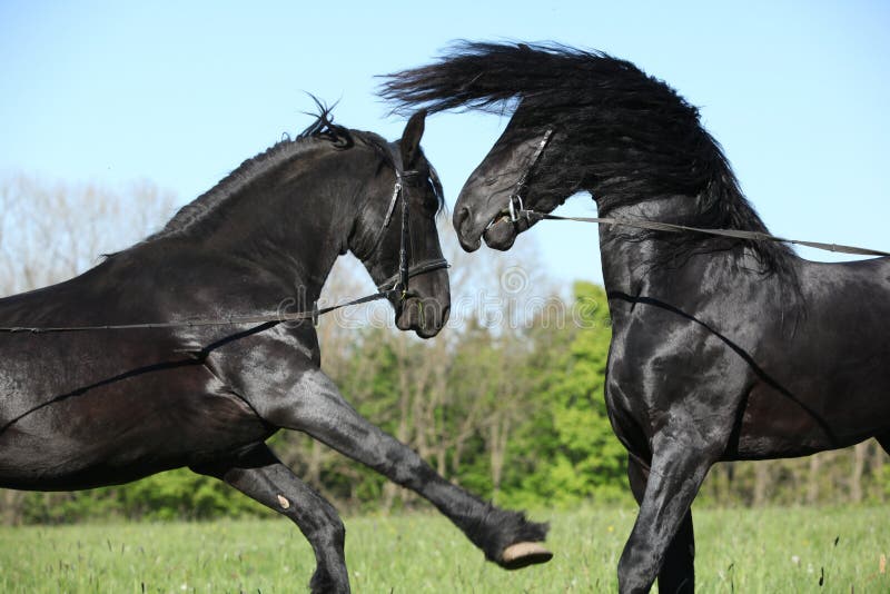 Two Gorgeous Stallions Fighting Stock Photo - Image of black ...