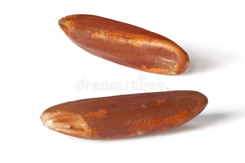 Two grains of red rice stock photo. Image of grains - 103901968