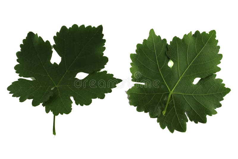 Two Grape Leaves Isolated on White Background, Top and Bottom Side of ...