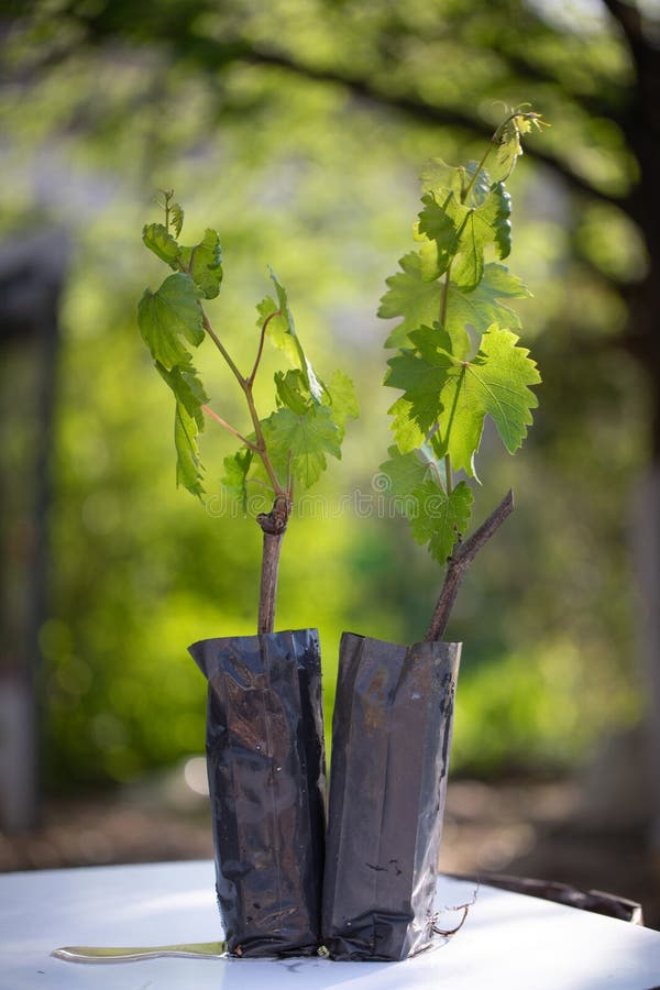 Two Grape Seedlings with a Closed Root System. Stock Image - Image of ...