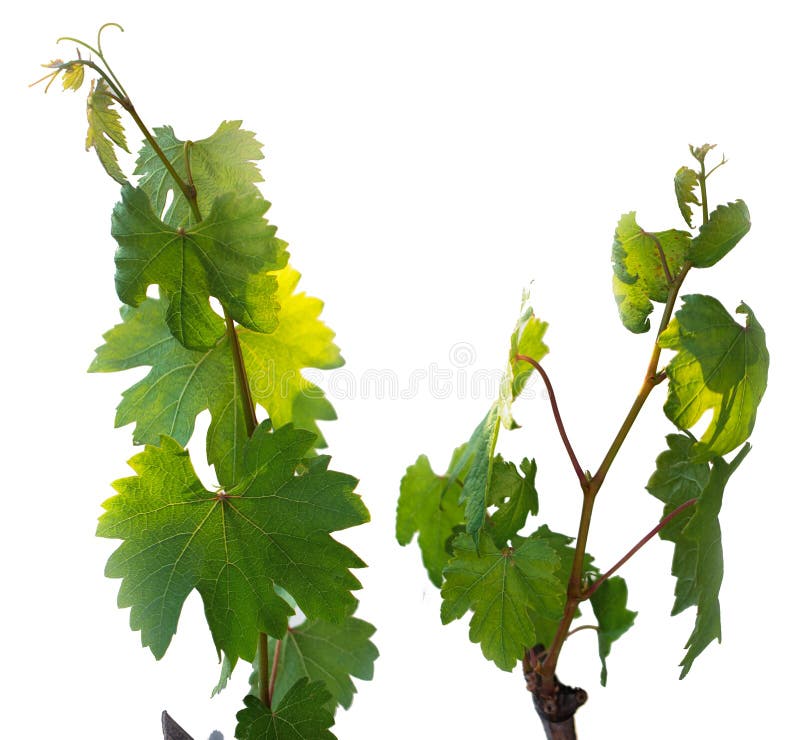 Two Grape Seedlings of Different Varieties on a White Background. Stock ...