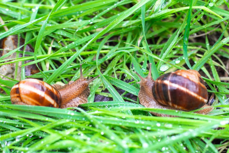 Two Grape Snails in Wet Grass after Rain. Microworld Stock Image ...