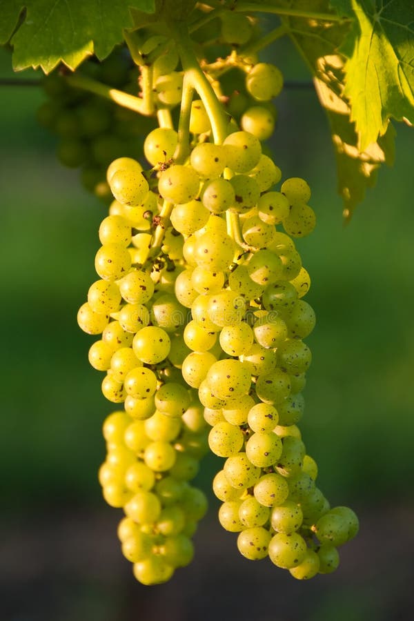 Two grapes stock photo. Image of grapevine, cluster, plant - 10221610