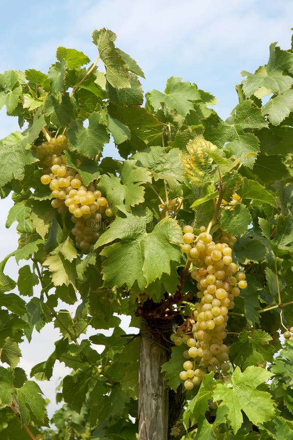 Two grapes stock photo. Image of vineyard, harvest, farm - 5305876