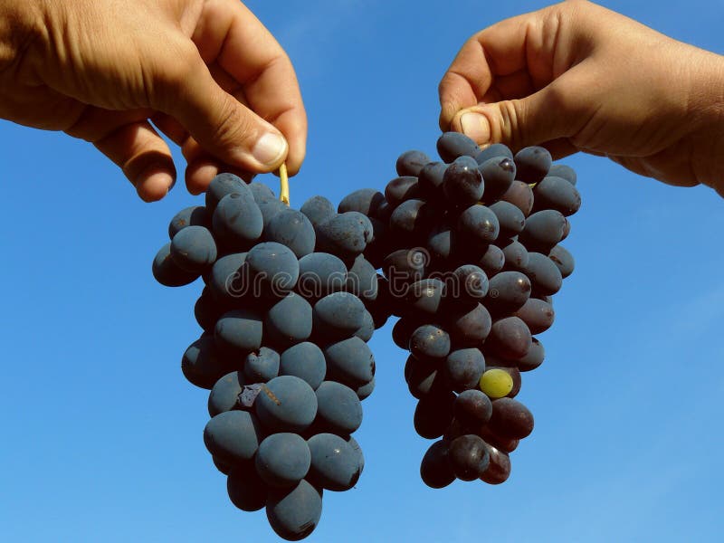 Two grapes clusters stock photo. Image of berries, hand - 44699090