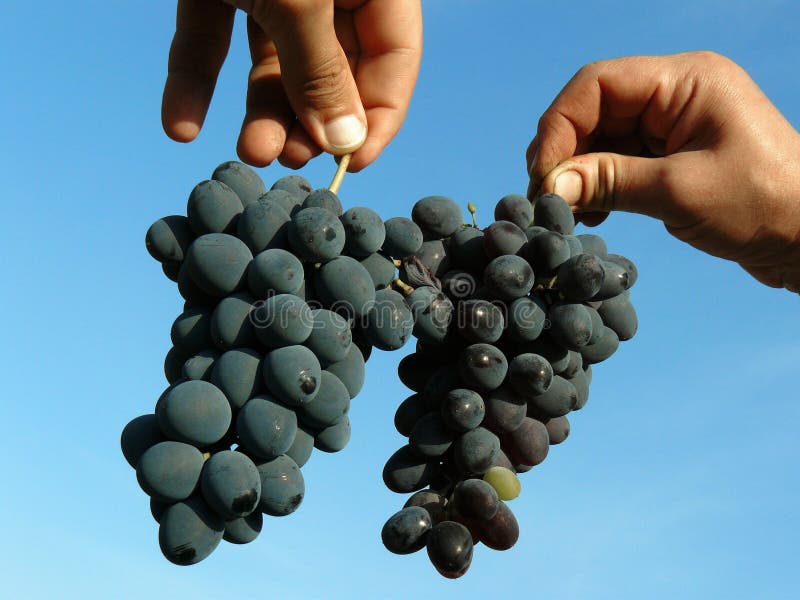 Two grapes clusters stock photo. Image of hand, beauty - 49007506