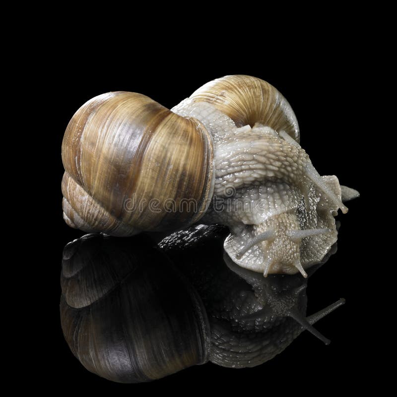 Two Grapevine Snails on Each Other Stock Image - Image of closeup ...