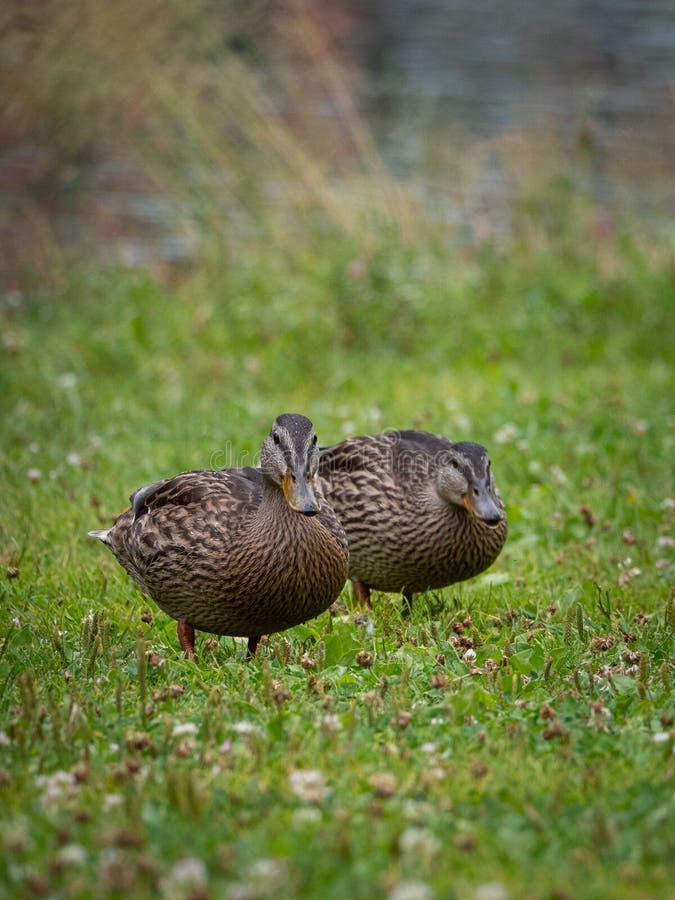 Grass Ducks Walking on Grass Field with Blur Background, Vertical Shott ...