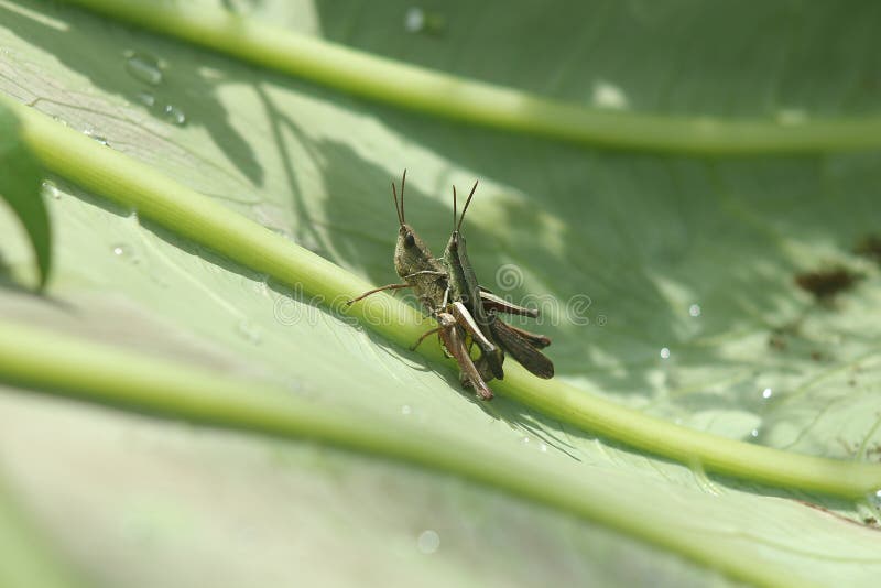 Two Grasshopper Play Arround Stock Image - Image of fall, grasshopper ...