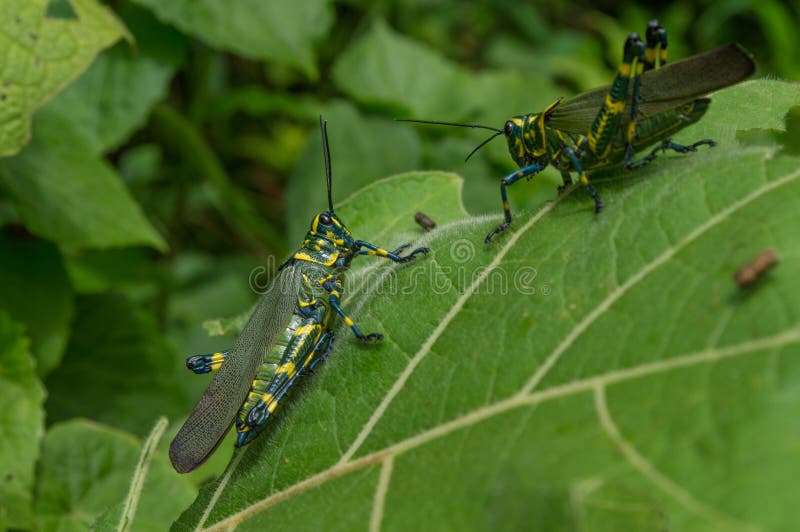 Two beautiful insects stock image. Image of colorful - 117389827