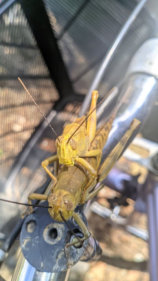 Two Grasshoppers, Male and Female, are Making Love Stock Image - Image ...
