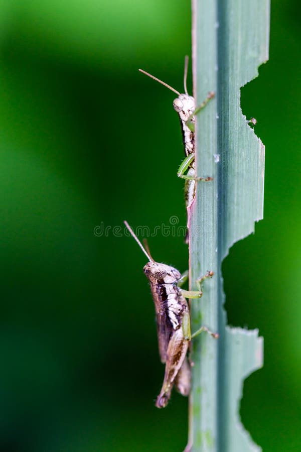 Grasshoppers on Leaves are Mating. Stock Image - Image of antennae ...