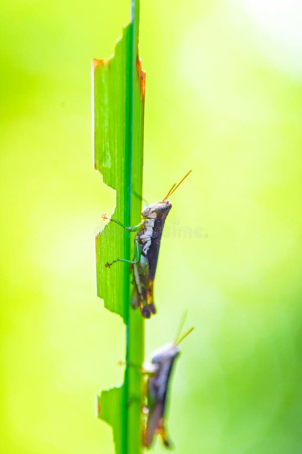 Grasshoppers on Leaves are Mating. Stock Photo - Image of caelifera ...