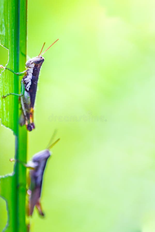 Grasshoppers on Leaves are Mating. Stock Image - Image of dark, cute ...