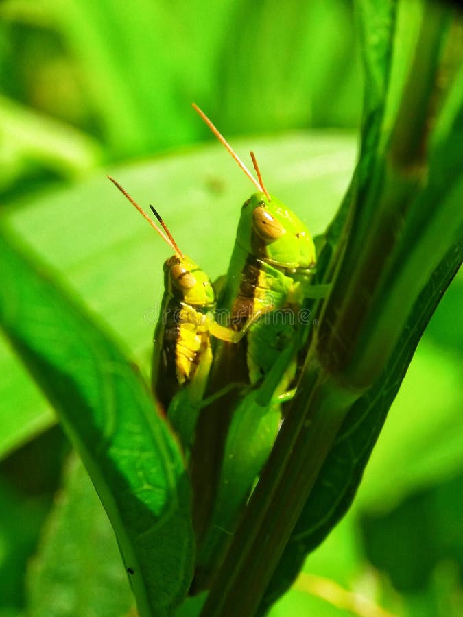 Two insects stock image. Image of grasshoppers, macro - 114103213