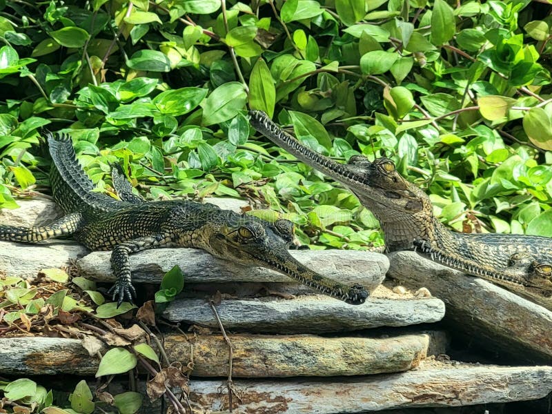 Gravials Stock Photos - Free & Royalty-Free Stock Photos from Dreamstime