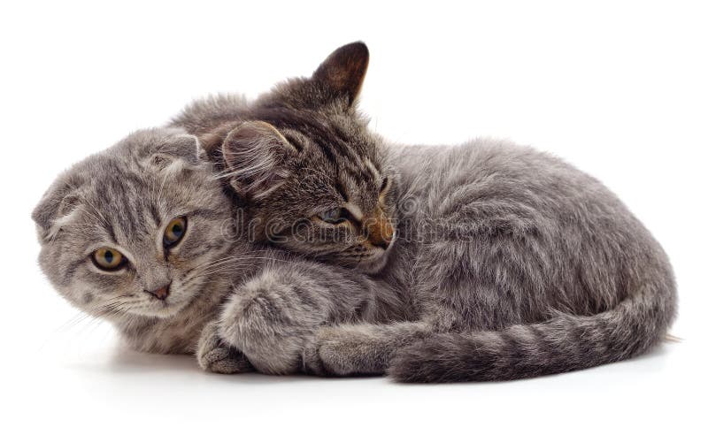 Two gray cat stock photo. Image of fluffy, cats, domestic - 163576340