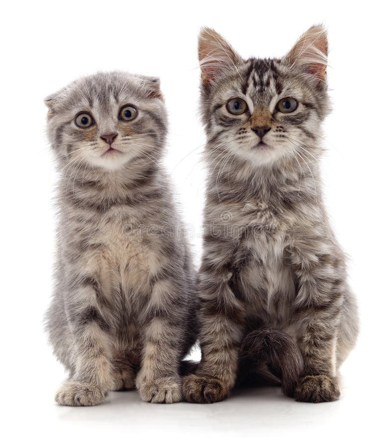 Two gray cat stock image. Image of organism, cute, mammal - 207967959