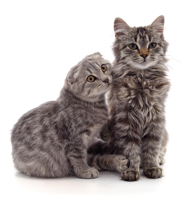 Two gray cat stock image. Image of baby, group, family - 297320119