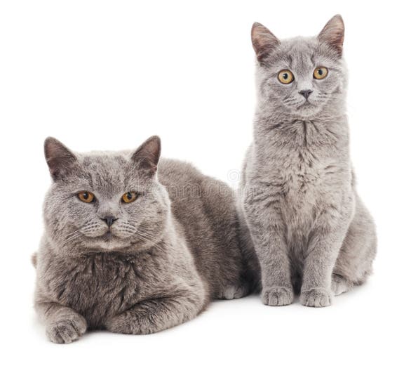 Two gray cat. stock image. Image of cute, cats, carnivore - 66523667
