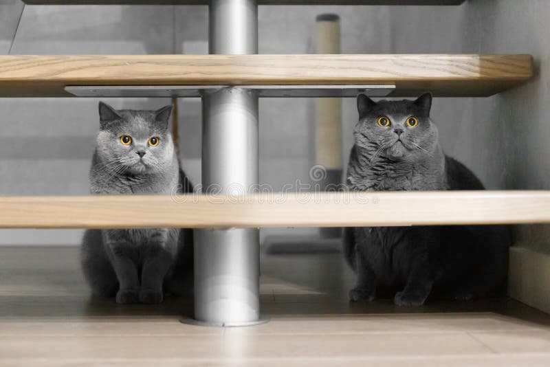 Two Gray Cats in the Interior of the Apartment Stock Photo - Image of ...