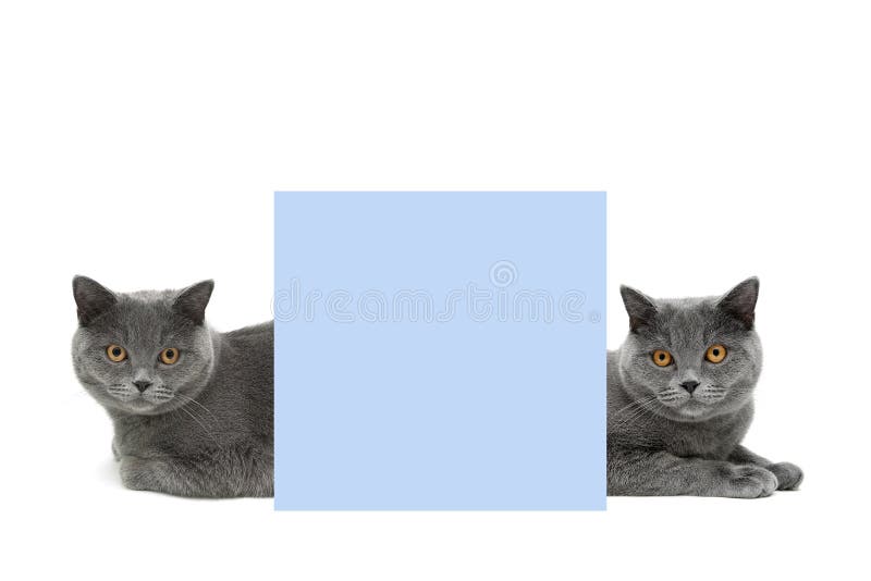 Two Gray Cats Lie Behind a Banner on a White Background Stock Photo ...