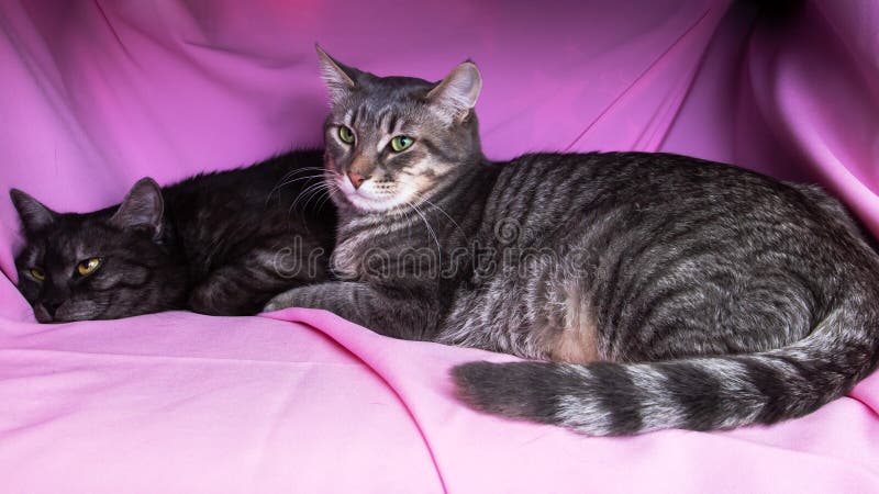 Two Gray Cats on a Pink Bed Stock Photo - Image of young, kitty: 315102308