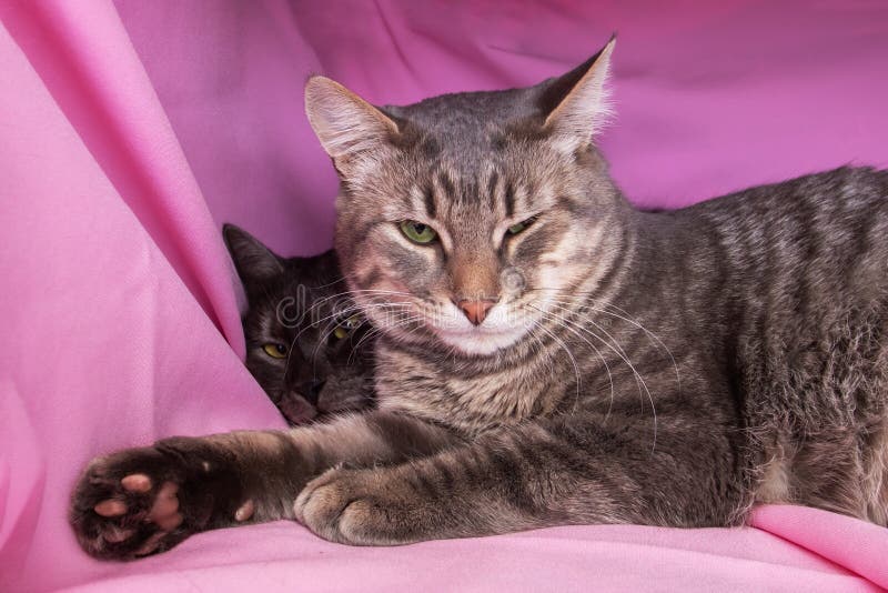 Two Gray Cats on a Pink Bed Stock Photo - Image of eyes, kittens: 316997032