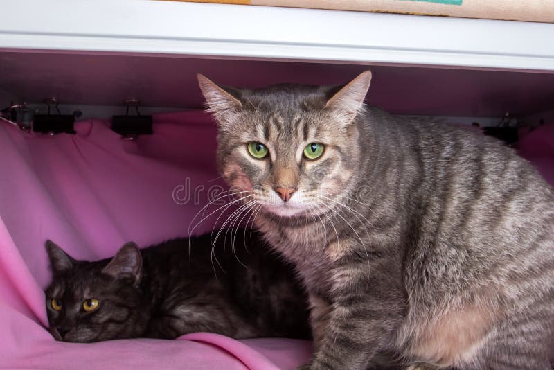 Two Gray Cats on a Pink Bed Stock Image - Image of home, portrait ...