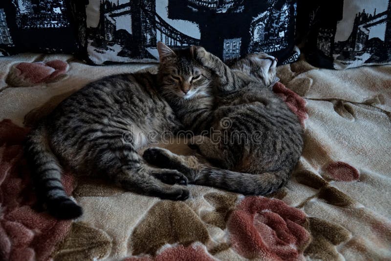 Two Gray Cats of the Same Color on the Bed. Stock Image - Image of ...