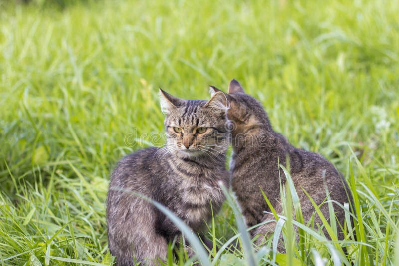 Two Gray Cats Sit in the Grass and Look in Different Directions Stock ...
