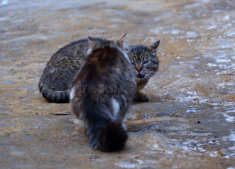 Two Gray Cats on the Street before the Fight Stock Image - Image of ...