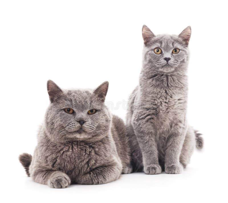 Two Gray Cats Laying on the Ground Stock Image - Image of colorful ...