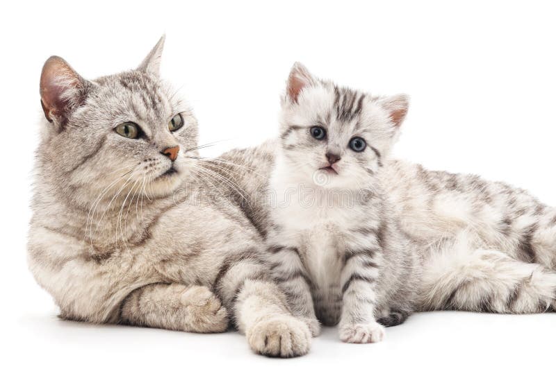 Two Gray Cats Laying on the Ground Stock Image - Image of colorful ...