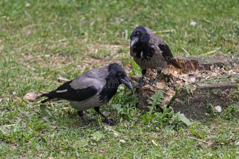 Gray corvid stock image. Image of corvidae, gray, bird - 48971299
