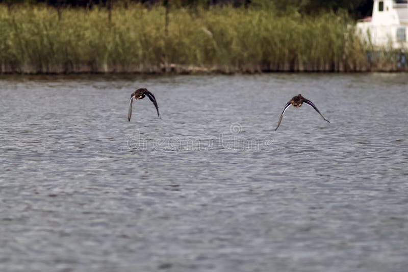 Two Gray Ducks are Taking Off Stock Photo - Image of bird, ducks: 142027118