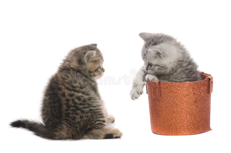 Cat Talons Stock Photos - Free & Royalty-Free Stock Photos from Dreamstime