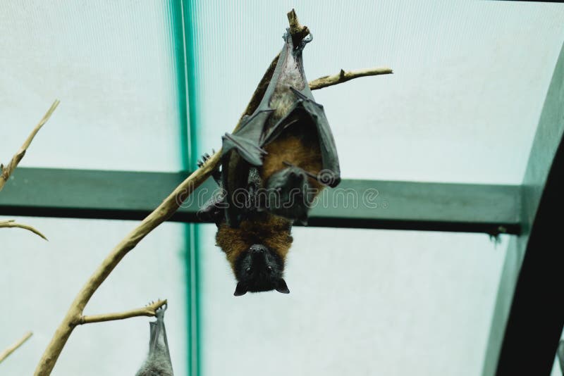 Two Headed Fox Stock Photos - Free & Royalty-Free Stock Photos from ...