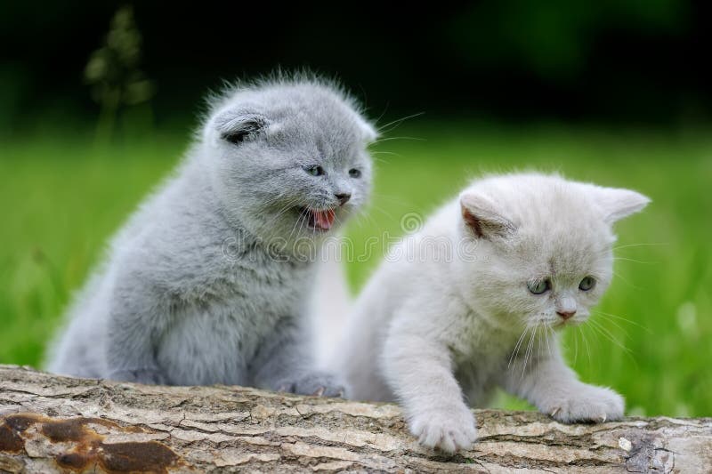 Two gray kitten on tree stock photo. Image of child, close - 72561050