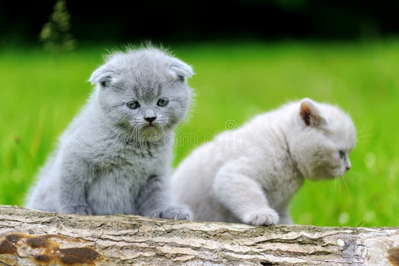 Two gray kitten on tree stock photo. Image of cute, beautiful - 73237664
